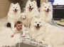 15 Pictures of Samoyed Dogs to Make Your Day | PetPress