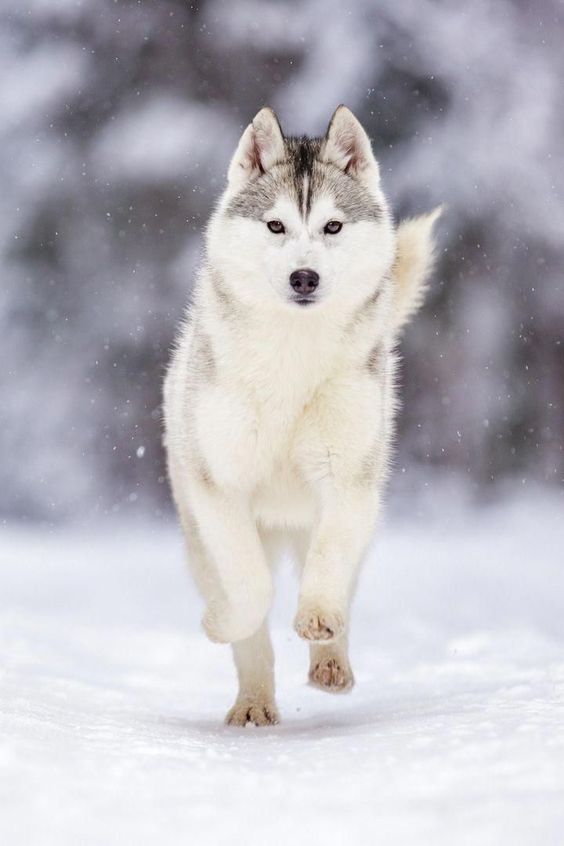 14 Emotions of Huskies That Will Make You Smile | Page 3 of 3 | PetPress