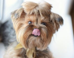 16 Super Yorkies That Will Make Everyone Smile - PetPress