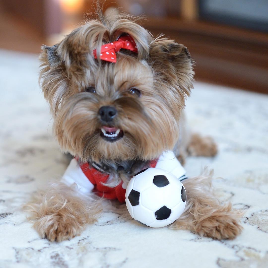 16 Super Yorkies That Will Make Everyone Smile | PetPress