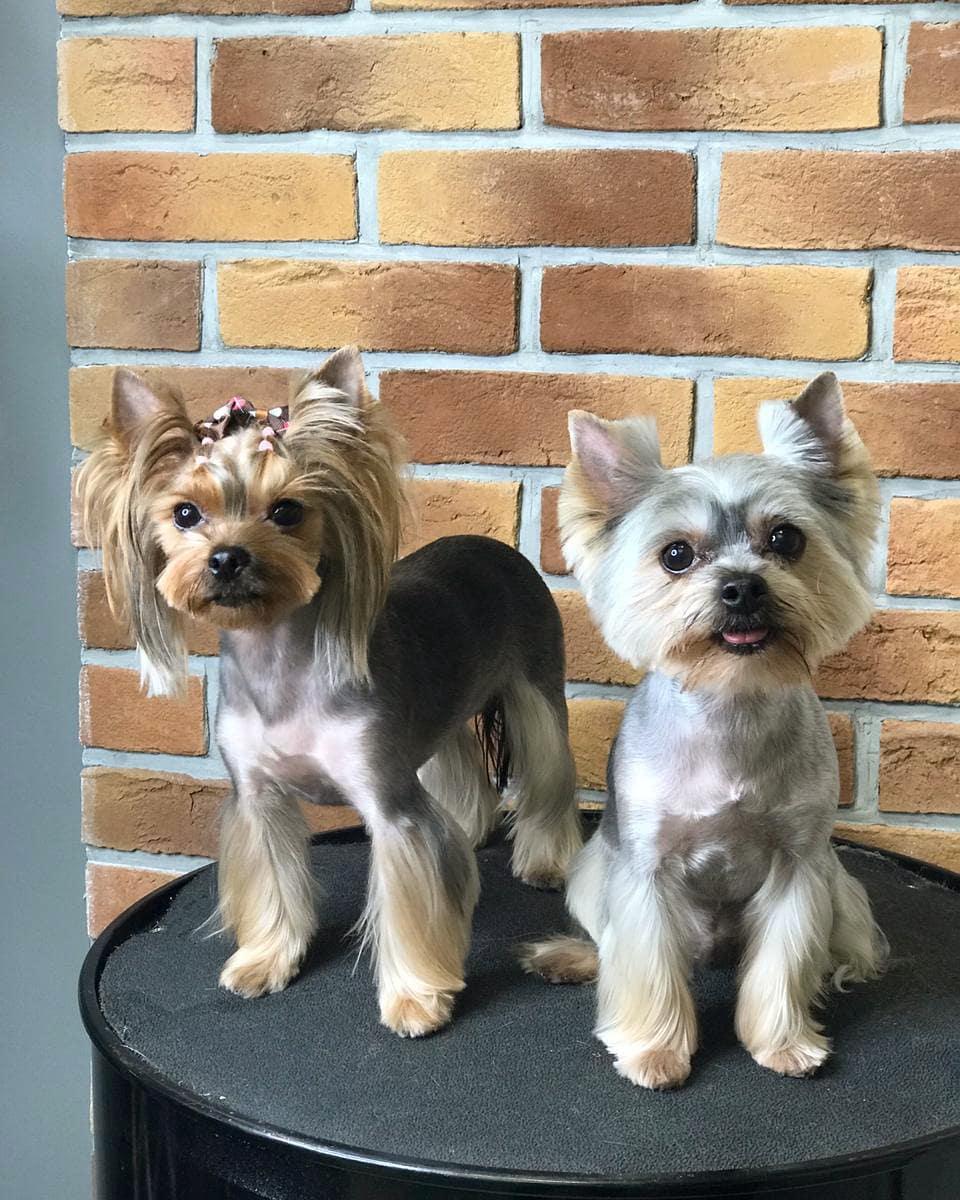16 Super Yorkies That Will Make Everyone Smile | PetPress