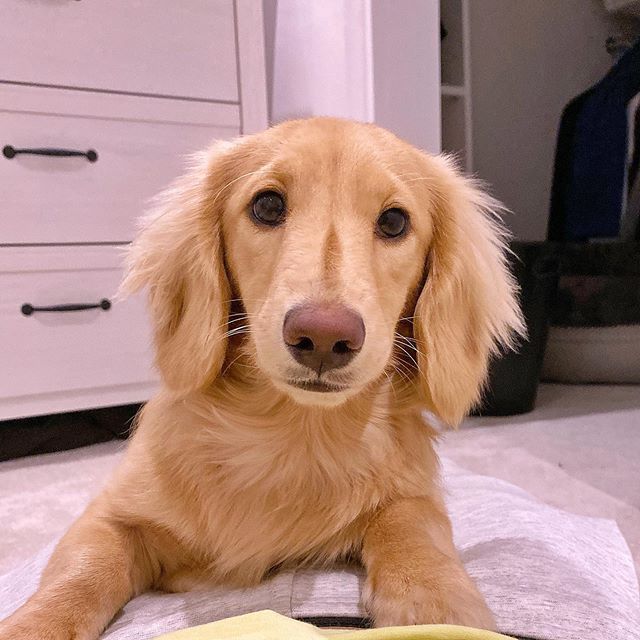 14 Cool Facts To Learn About Dachshunds - PetPress
