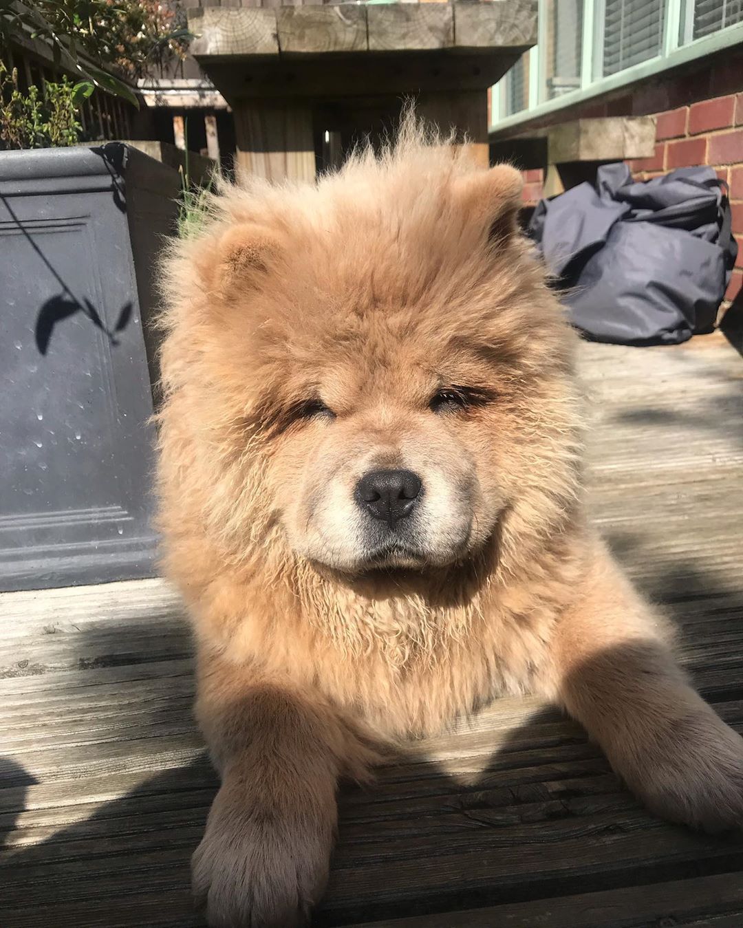 14 Facts About Chinese Lions – Chow Chow | Page 2 of 4 | PetPress