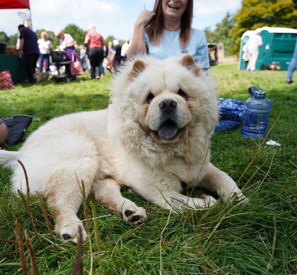 14 Facts About Chinese Lions – Chow Chow | Page 2 of 4 | PetPress