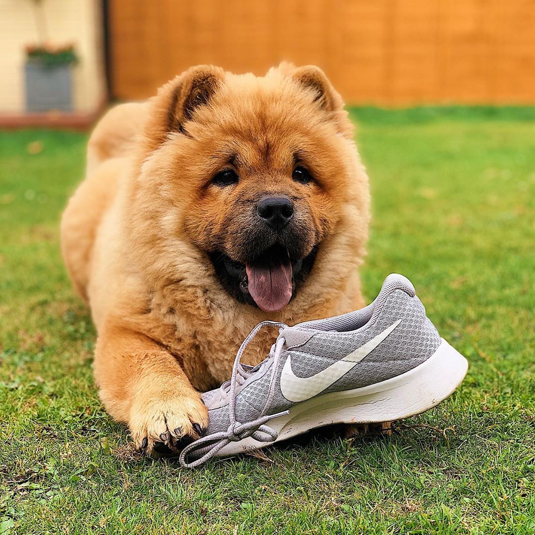 14 Facts About Chinese Lions – Chow Chow | Page 2 of 4 | PetPress