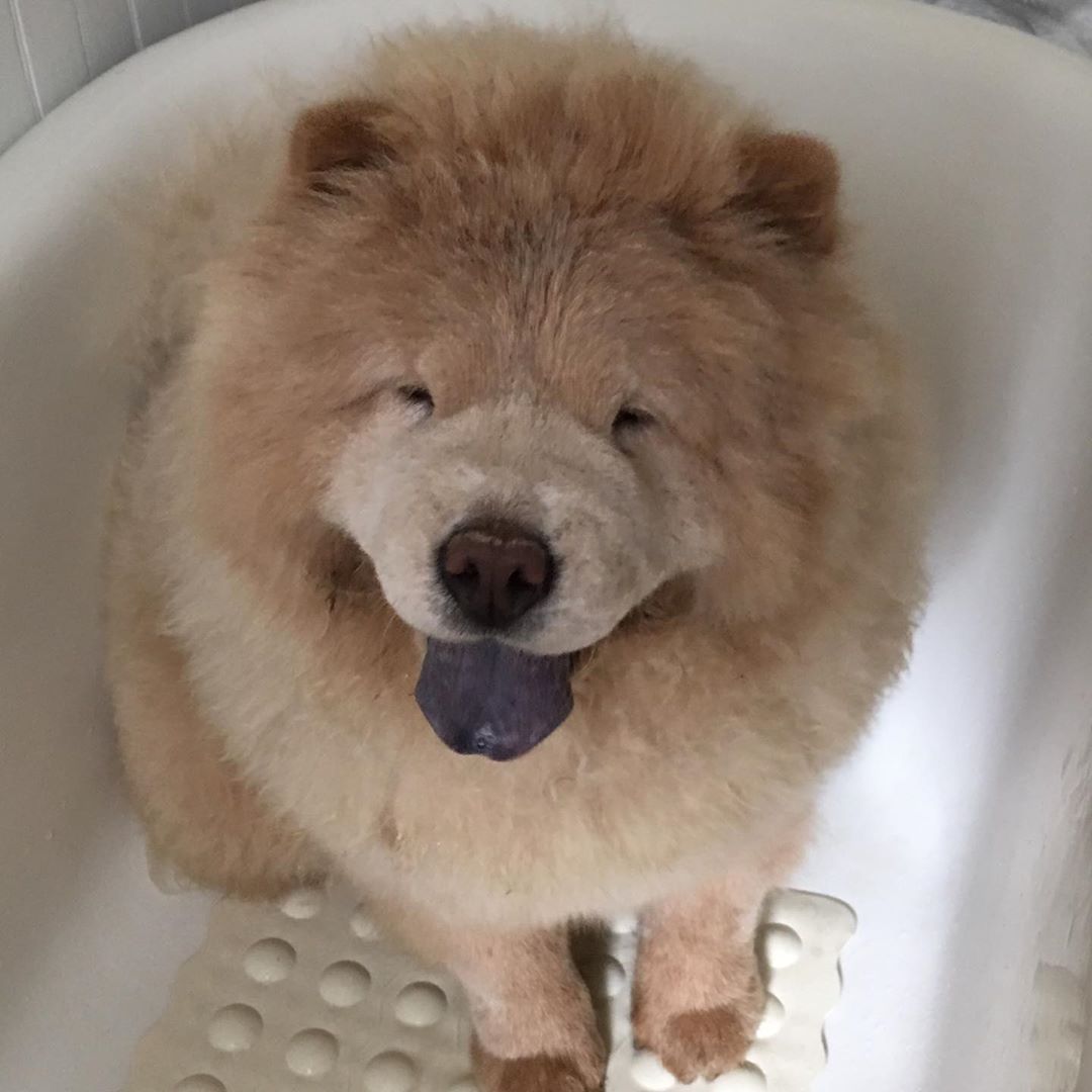 14 Facts About Chinese Lions – Chow Chow | Page 2 of 4 | PetPress