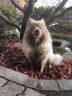 14 Pics Proving That Samoyed is a Smiley Dog | PetPress