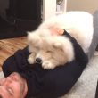 14 Pics Proving That Samoyed is a Smiley Dog | PetPress