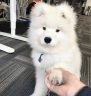 14 Pics Proving That Samoyed is a Smiley Dog | PetPress