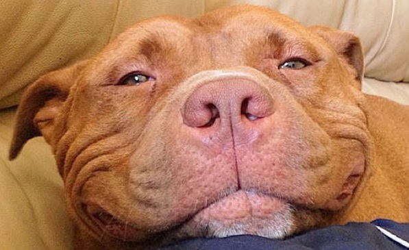 11 Photos of Smiling Pitbull Who Is Really, Really, Really Happy - PetPress