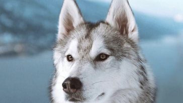 14 Things That All Husky Lovers Must Have | PetPress