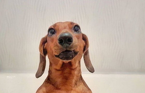 14 Funny Dachshund Pictures That Will Make You Smile - Page 2 of 3 ...