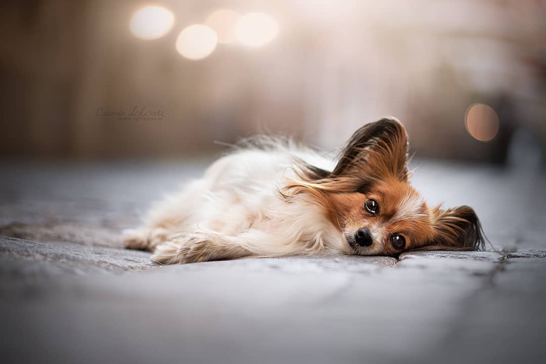 14 Fancy Reasons to Adore Papillons | PetPress