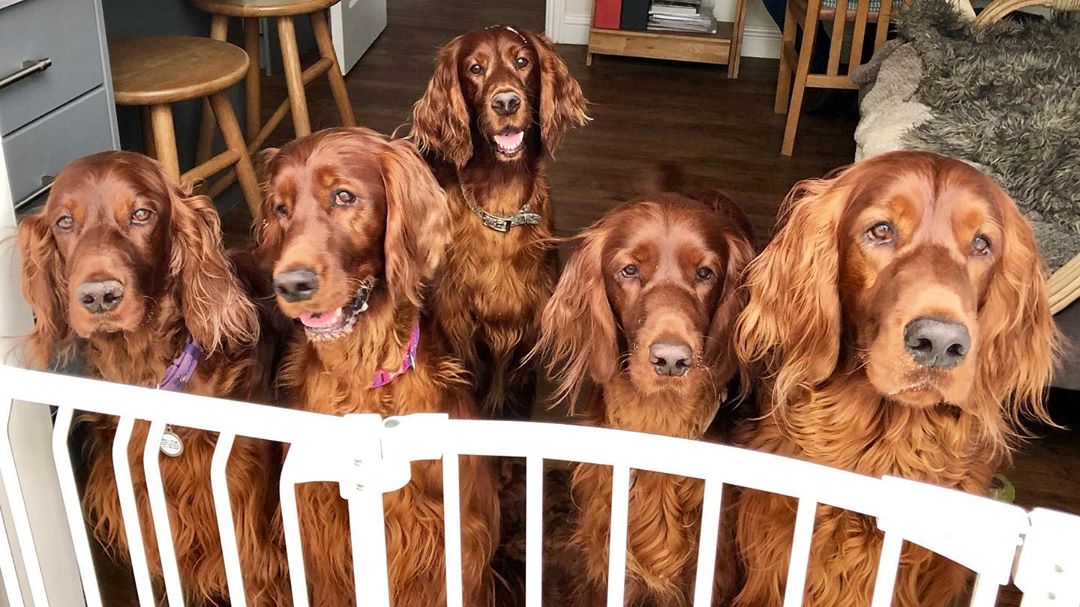 14 Charming Facts About The Most Beautiful Dogs – Irish Setters | Page ...