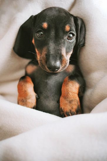 16 Reasons Why Dachshund Puppies Are Precious And Perfect | PetPress