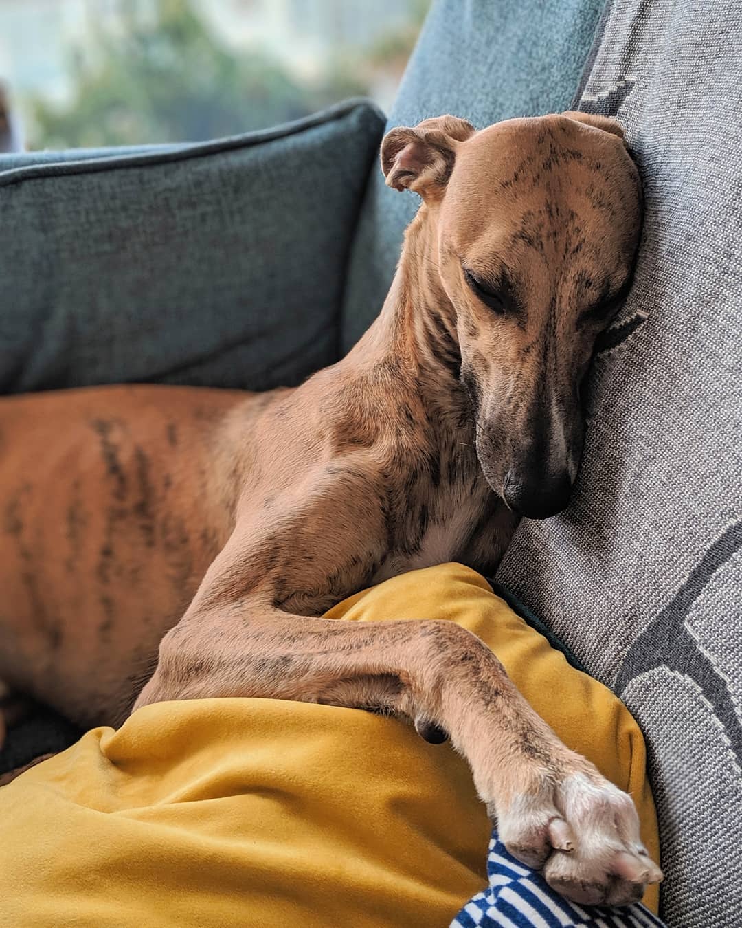 14 Adorable And Funny Facts About Whippets | PetPress