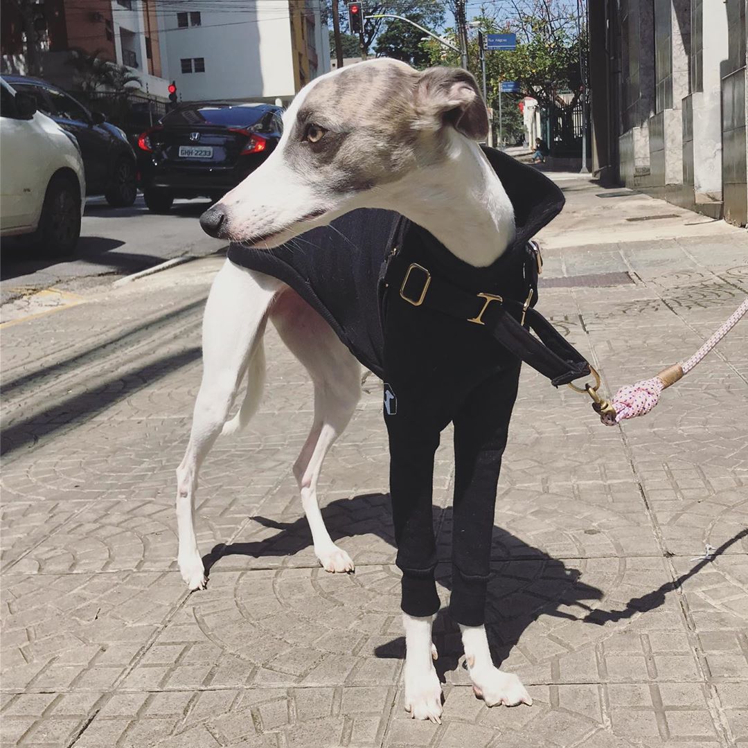 14 Adorable And Funny Facts About Whippets | PetPress