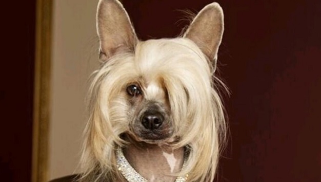 14 Top-Notch Facts About Gorgeous Chinese Crested Dogs - PetPress