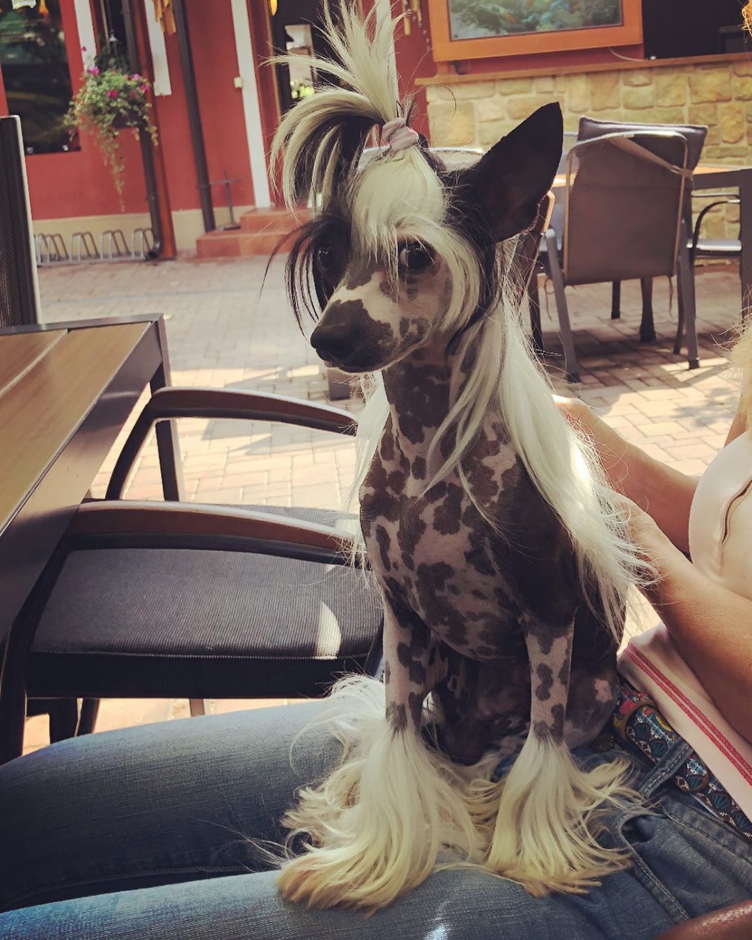 14 Top-Notch Facts About Gorgeous Chinese Crested Dogs - PetPress