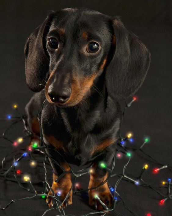 16 Christmas Dachshunds Who Are Totally Ready For The Holidays | Page 2 ...