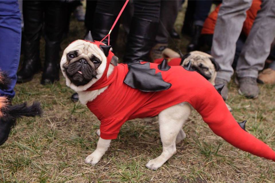 14 Amazing Cosplaying Pugs | PetPress