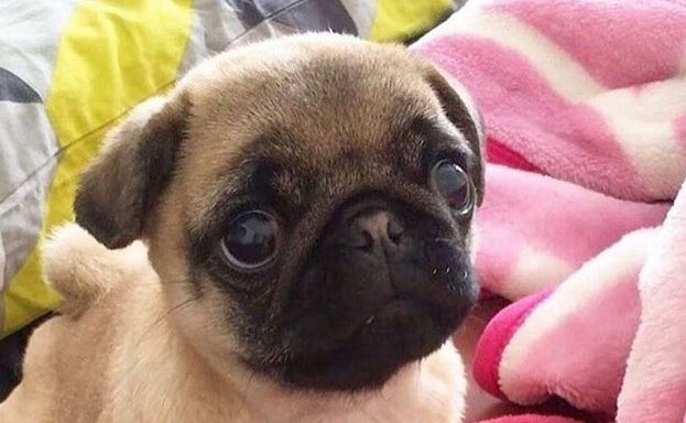 14 Reasons to Adore Pugs | PetPress