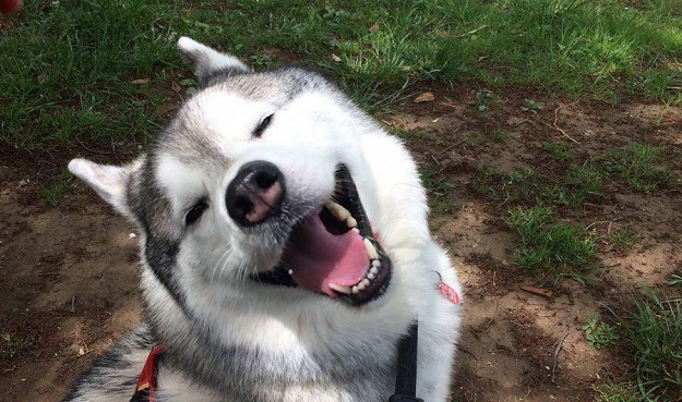 14 Pictures Of Huskies That Cheer You Up In Bad Weather - PetPress