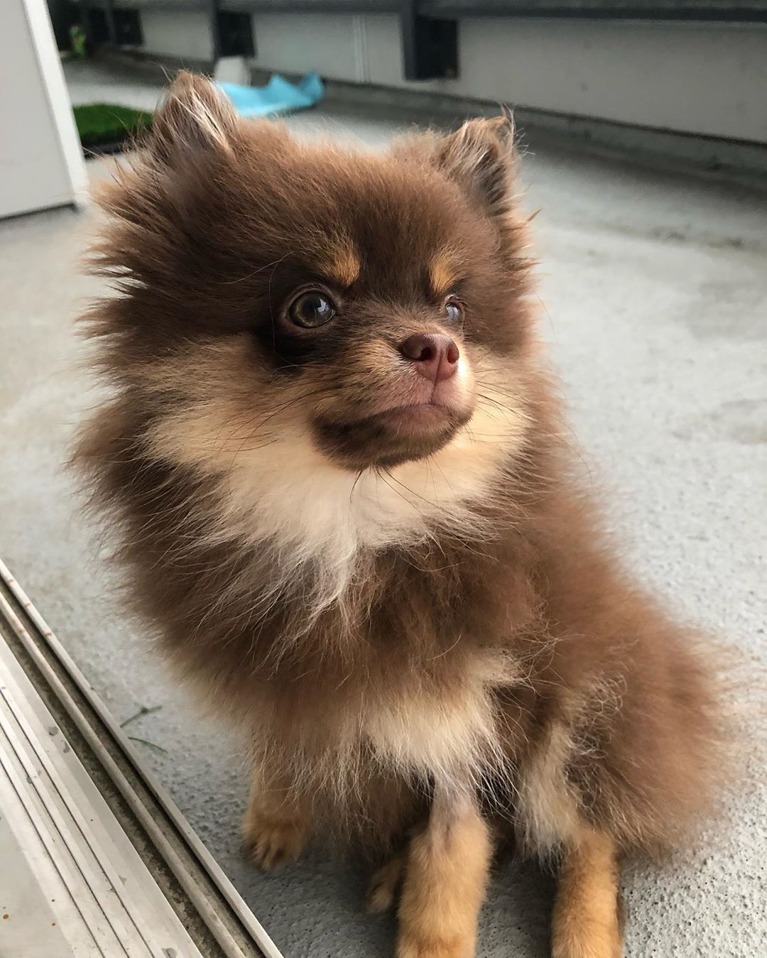 14 Top-Notch Facts About Live Toys - Pomeranian Dogs | PetPress