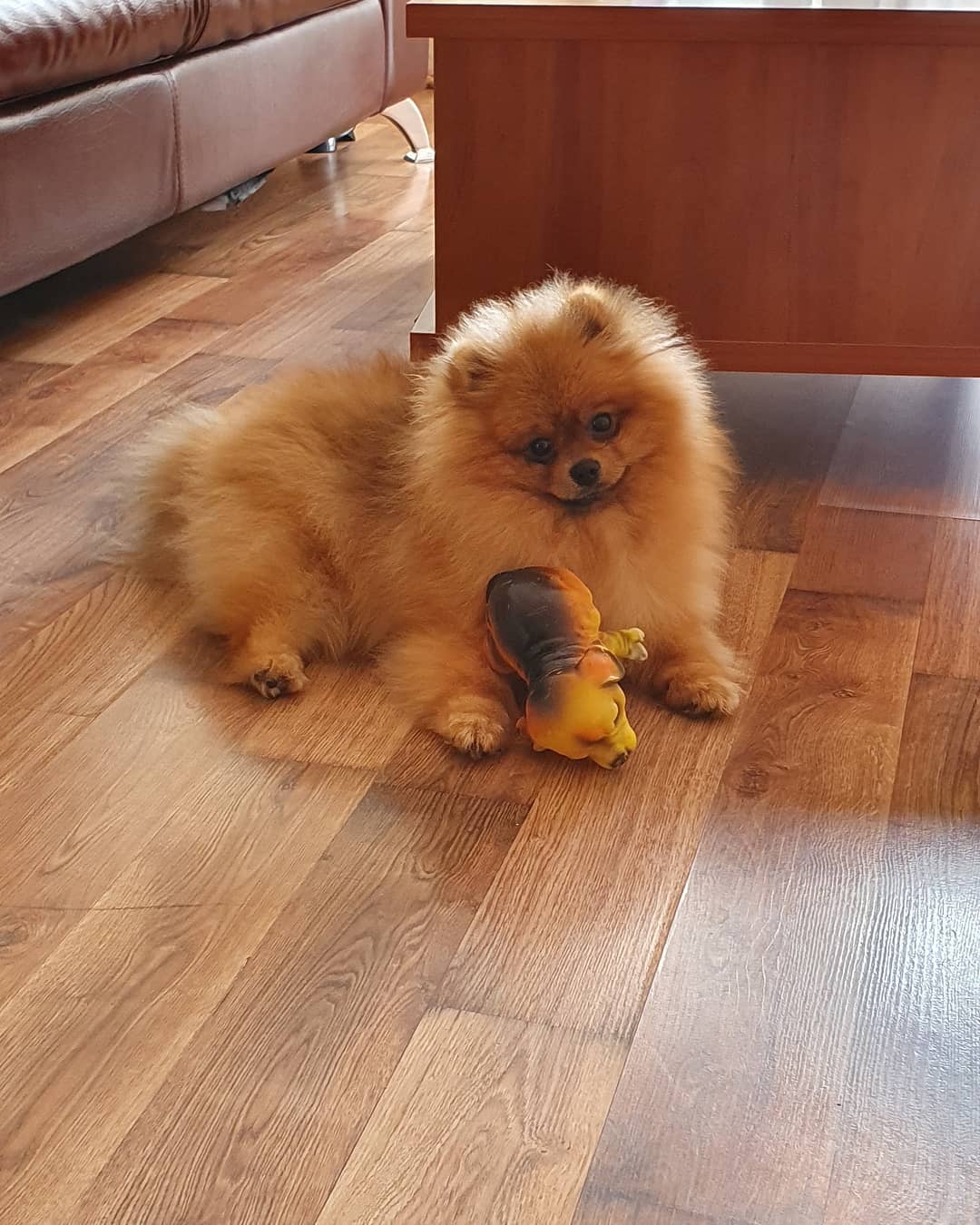 14 Top-Notch Facts About Live Toys - Pomeranian Dogs | PetPress