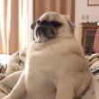 14 Reasons to Adore Pugs | PetPress