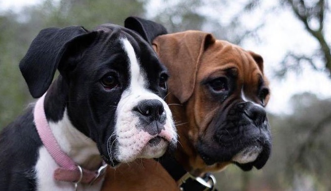 14 Powerful Reasons Why Having a Boxer Can Change Your Life - PetPress