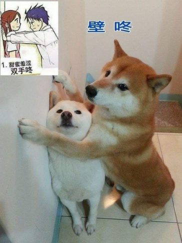 15 Best Shiba Inu Memes - PetPress