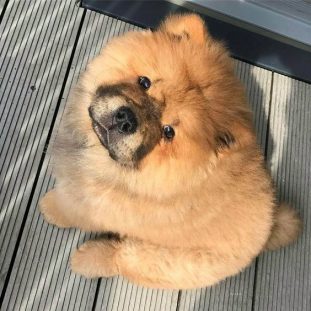 14 Fluffy Facts About Lovely Chow Chow | PetPress