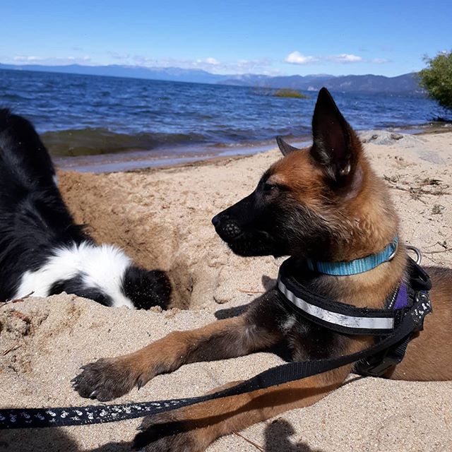 15 Interesting Facts You Didn’t Know About the Belgian Malinois | Page ...