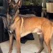 15 Interesting Facts You Didn’t Know About the Belgian Malinois | Page ...