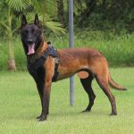 15 Interesting Facts You Didn’t Know About the Belgian Malinois - PetPress