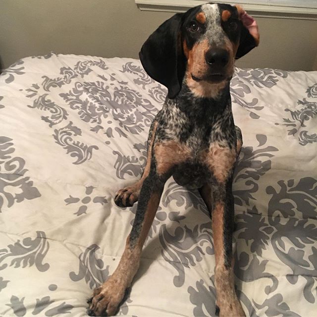 14 Things You Didn’t Know About the Coonhound | PetPress