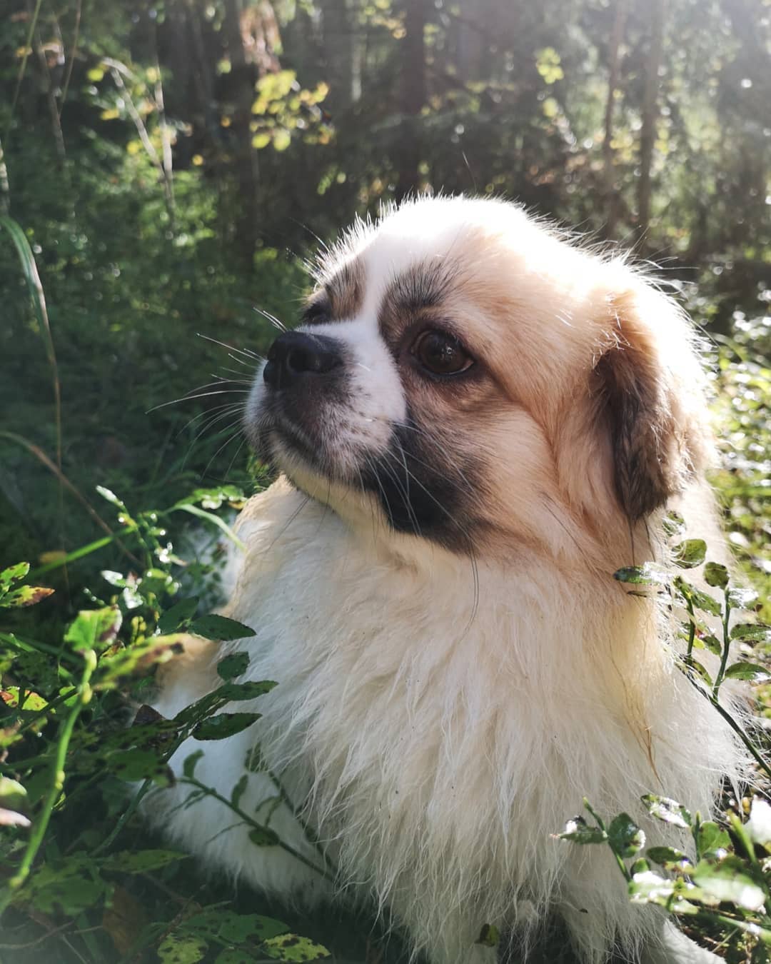 14 Things You Should Learn As A Tibetan Spaniel Owner | PetPress