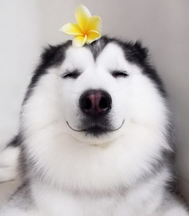 14 Emotions of Huskies That Will Make You Smile | Page 2 of 3 | PetPress