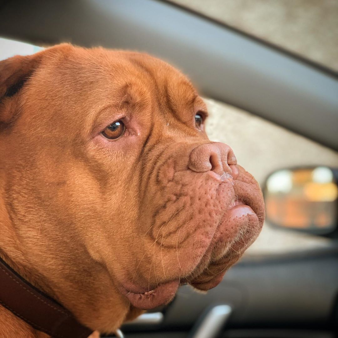 14 Incredible Facts About Dogues De Bordeaux | PetPress