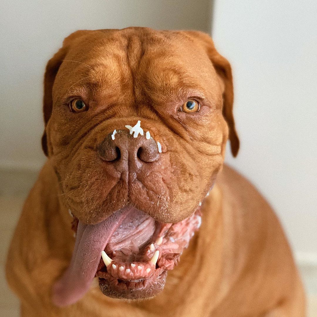 14 Incredible Facts About Dogues De Bordeaux | PetPress