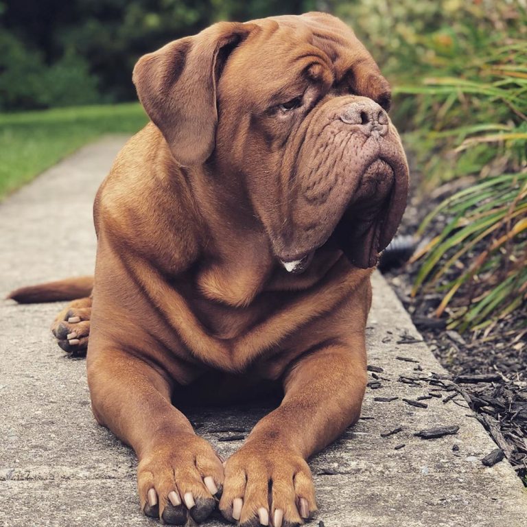 14 Incredible Facts About Dogues De Bordeaux | PetPress