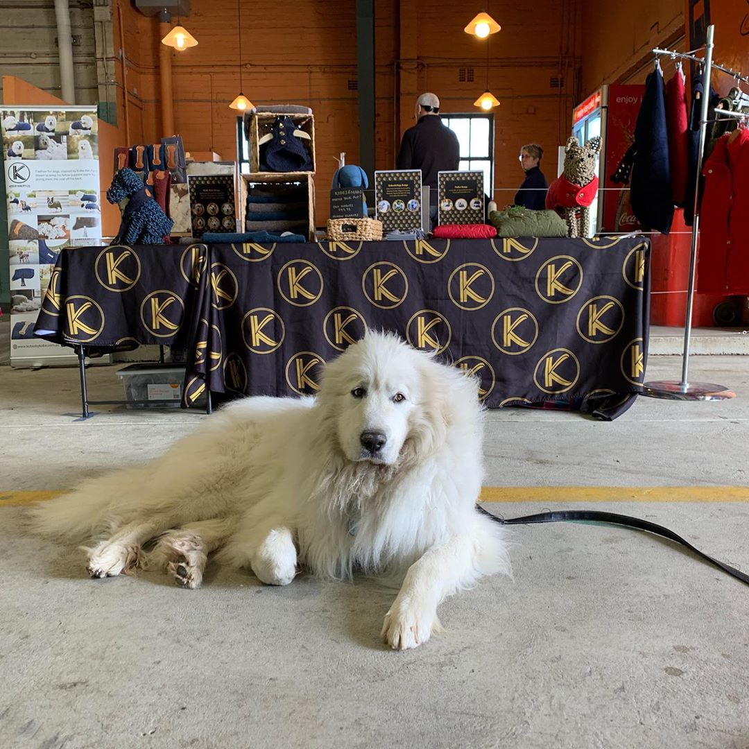 14 Big Facts About Giant Great Pyrenees Dogs | Page 2 of 4 | PetPress