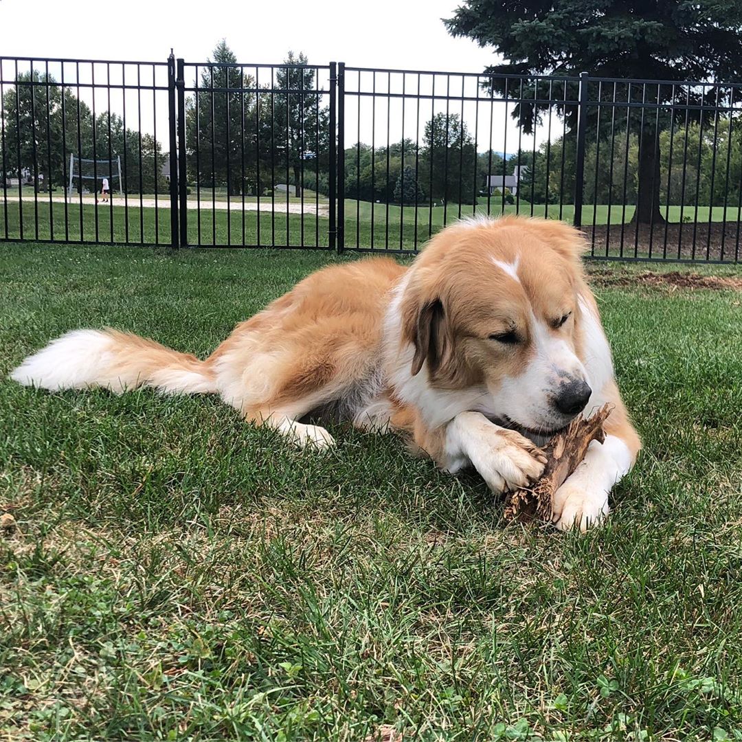 14 Big Facts About Giant Great Pyrenees Dogs | Page 2 of 4 | PetPress