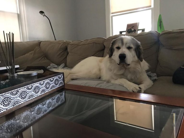 14 Big Facts About Giant Great Pyrenees Dogs - PetPress