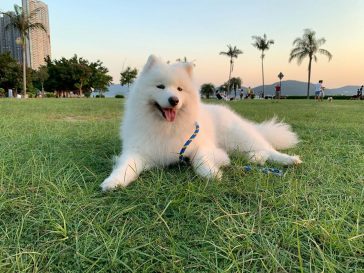 14 Wonderful Reasons to Love Samoyed Dogs | PetPress