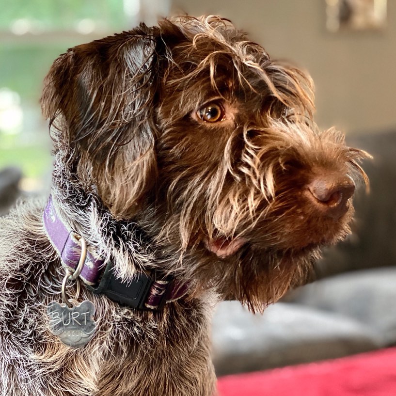 14 Reasons to Adore Wirehaired Pointing Griffons - Page 2 of 4 - PetPress