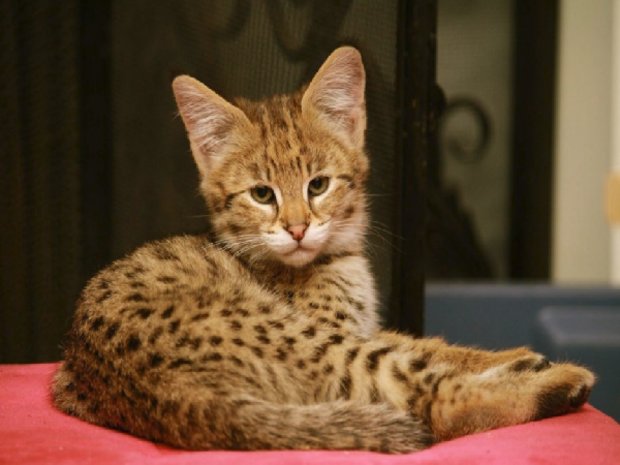 14 Incredible Facts About the “Home Leopard” Known As Safari Cat | Page ...