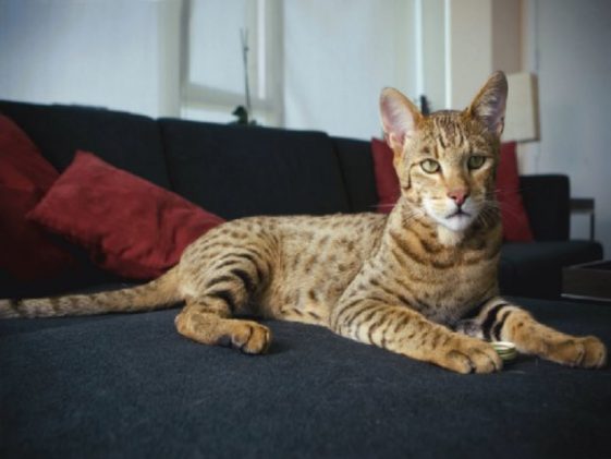 14 Incredible Facts About the “Home Leopard” Known As Safari Cat | Page ...