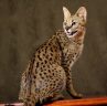14 Incredible Facts About the “Home Leopard” Known As Safari Cat | PetPress